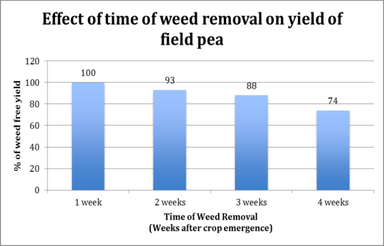Critical Period of Weed Control in Pulses | Saskatchewan Pulse Growers