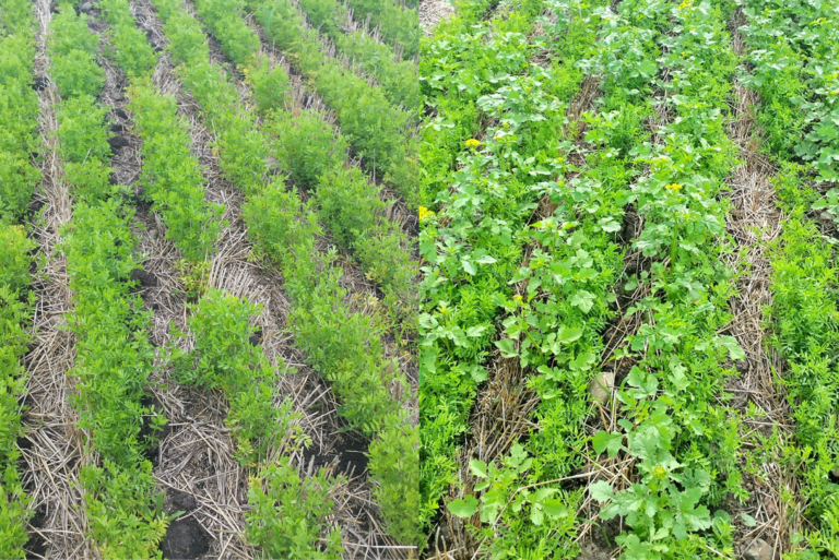Intercropping Pulses with Mustard | Saskatchewan Pulse Growers