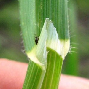 Weeds to Watch: Wild Oats | Saskatchewan Pulse Growers