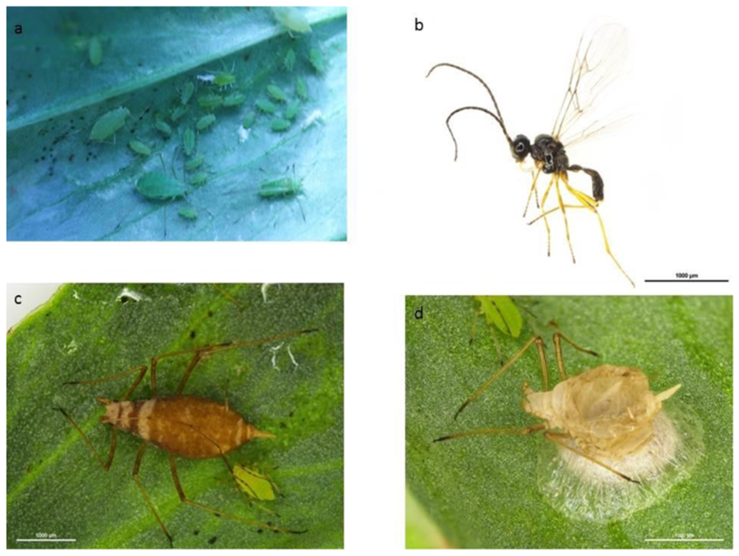 Knowledge, Tools, and Practices to Manage Insects of Pulse Crops in ...