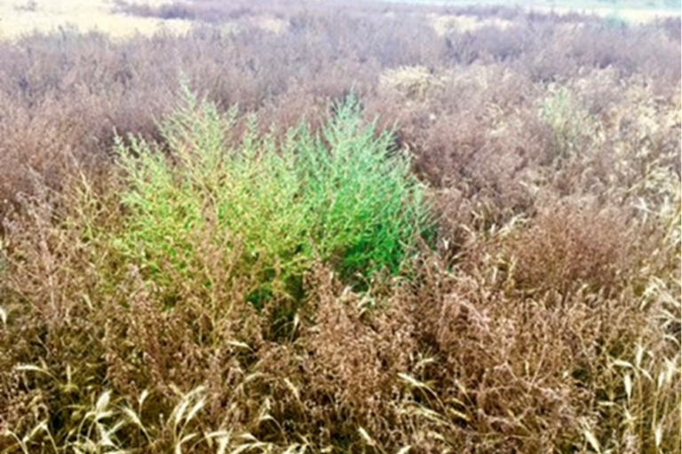 Kochia in Pulse Crops | Saskatchewan Pulse Growers