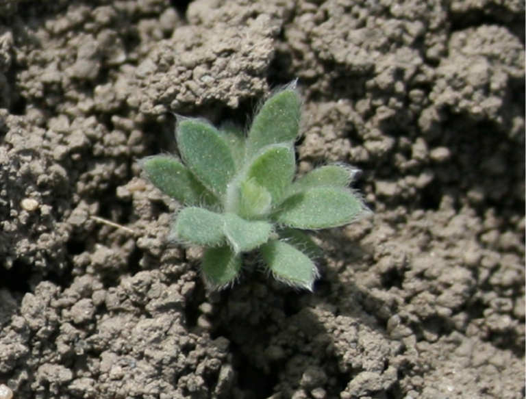Kochia in Pulse Crops | Saskatchewan Pulse Growers