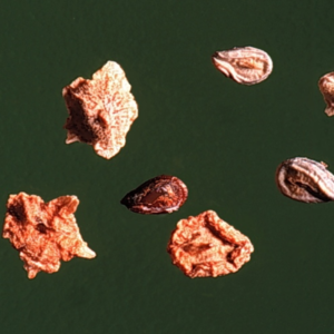 Kochia in Pulse Crops | Saskatchewan Pulse Growers