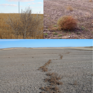 Kochia in Pulse Crops | Saskatchewan Pulse Growers