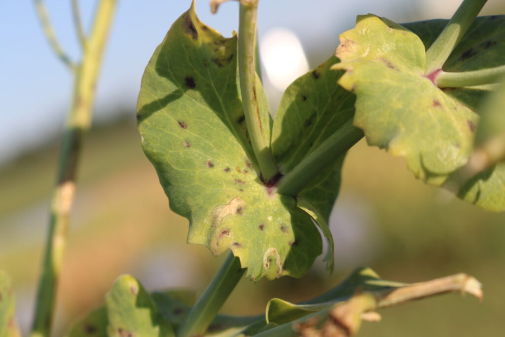 Peas Field Management | Saskatchewan Pulse Growers
