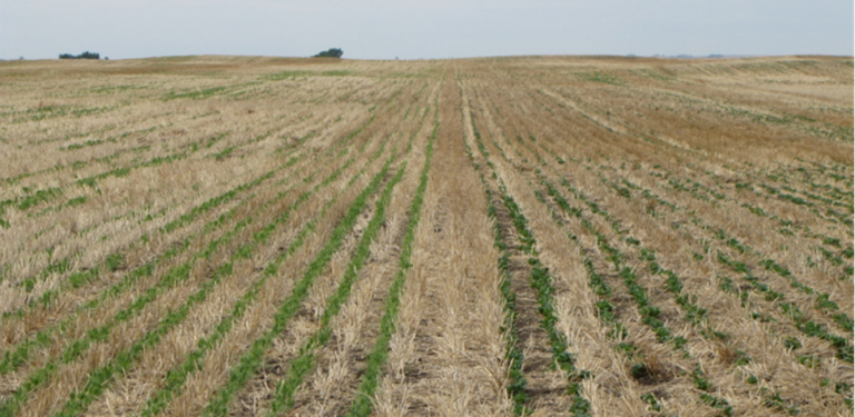 Understanding the Differences Between Faba Beans and Peas ...