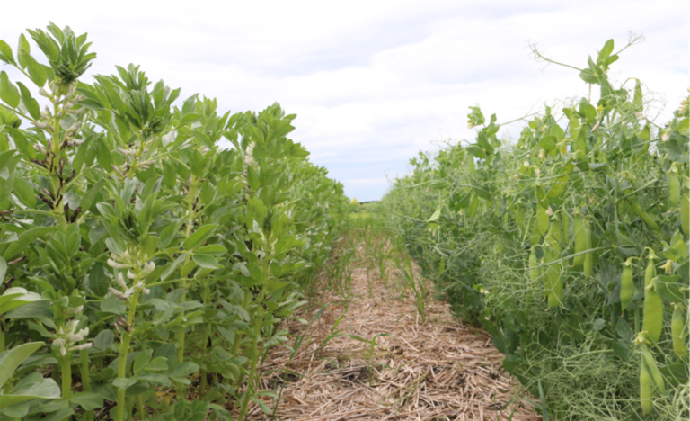 Understanding the Differences Between Faba Beans and Peas ...