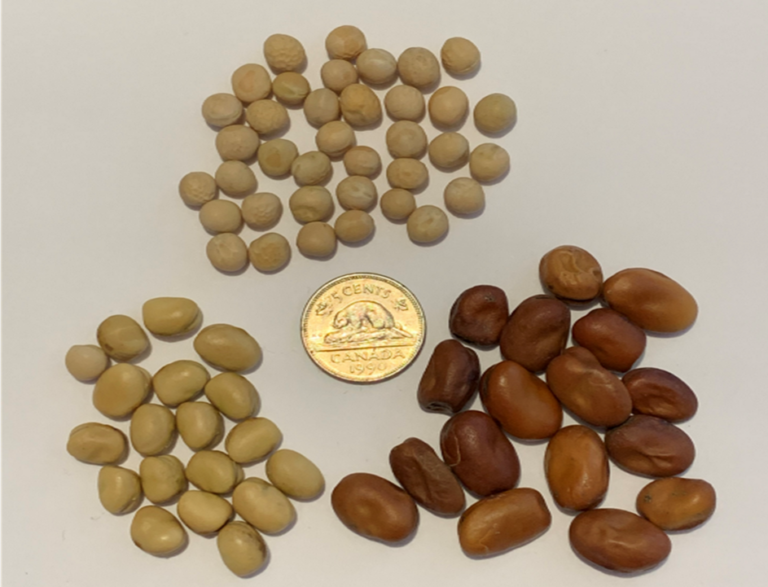 Understanding the Differences Between Faba Beans and Peas ...
