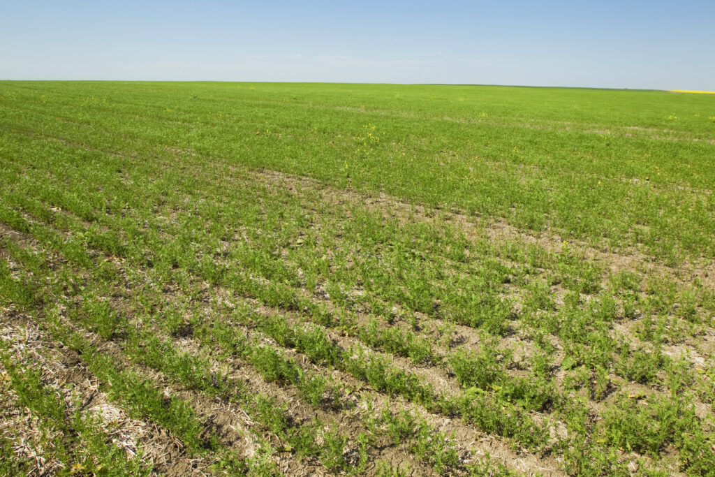 Target Plant Densities for Various Pulse Crops | Saskatchewan Pulse Growers