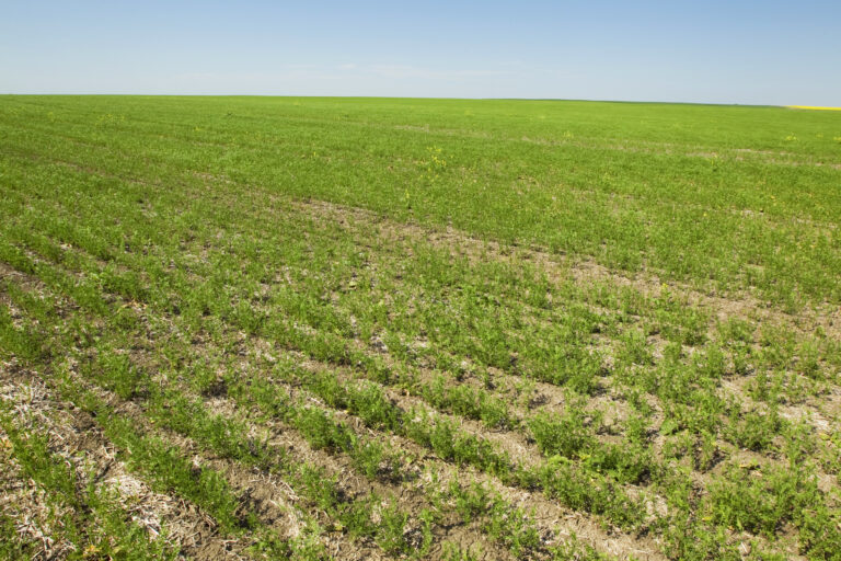 Growing Lentils Under Irrigation | Saskatchewan Pulse Growers