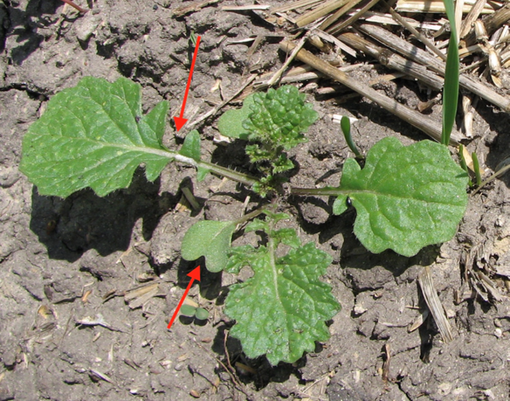Wild Mustard in Pulse Crops | Saskatchewan Pulse Growers