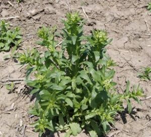 Weeds to Watch: Stinkweed | Saskatchewan Pulse Growers