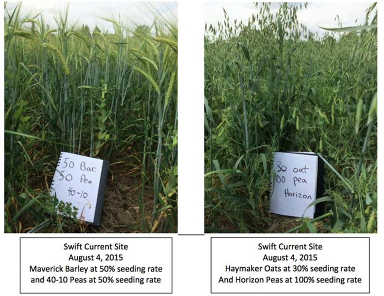 Understanding Forage Pea Varieties | Saskatchewan Pulse Growers
