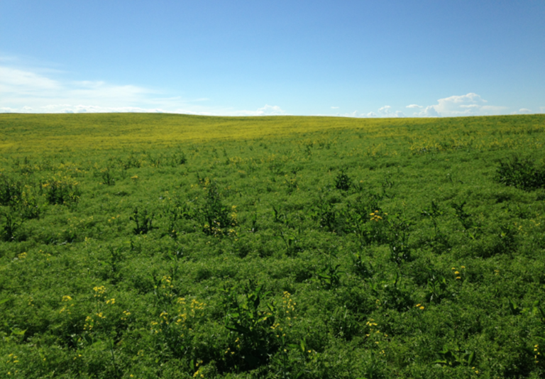 Wild Mustard in Pulse Crops | Saskatchewan Pulse Growers