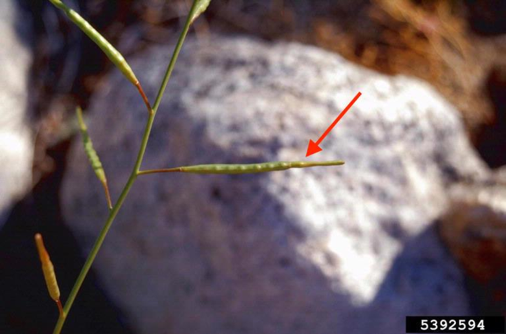 Wild Mustard in Pulse Crops | Saskatchewan Pulse Growers