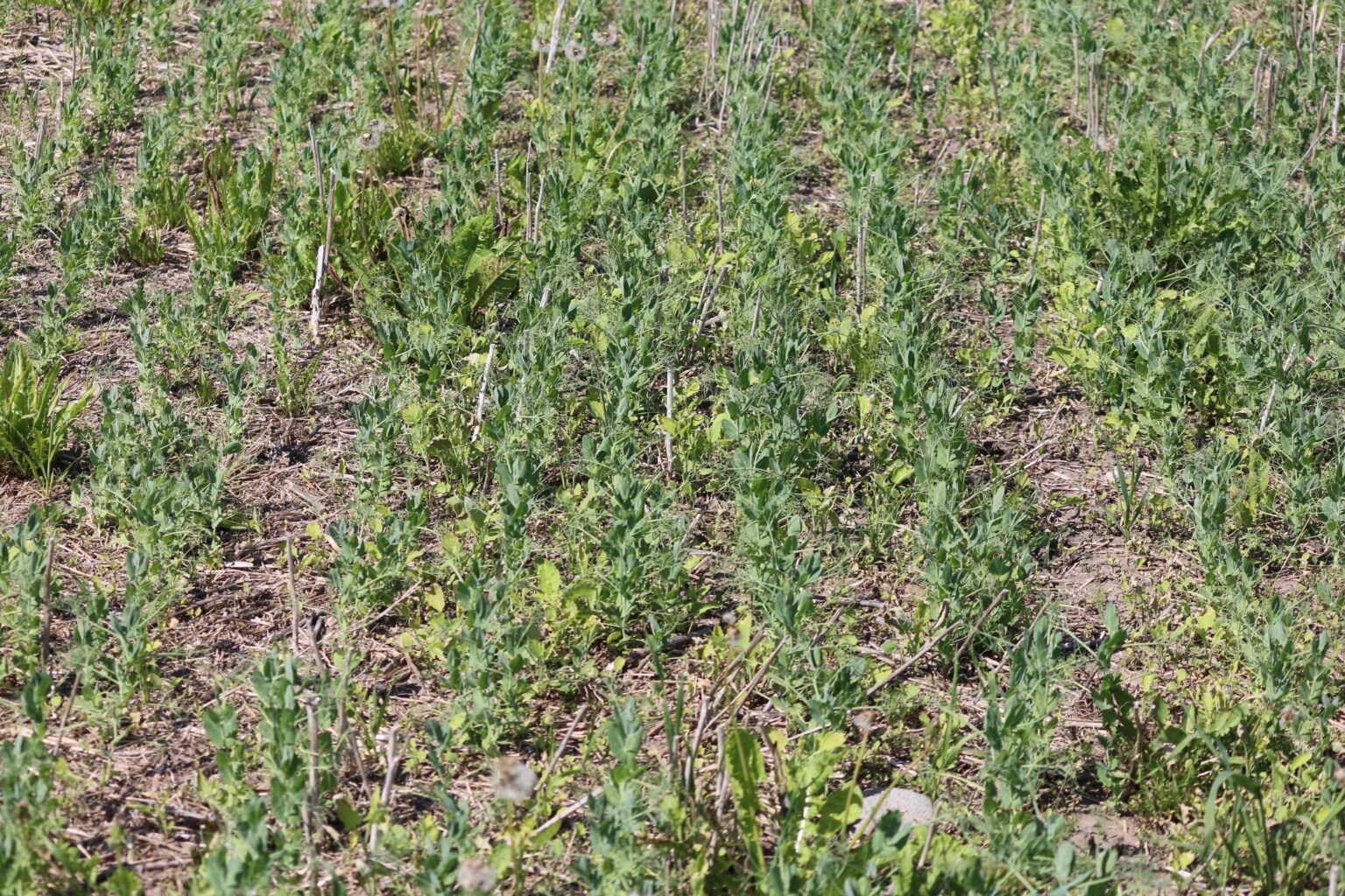 Expanding Weed Control Options in Lentil | Saskatchewan Pulse Growers