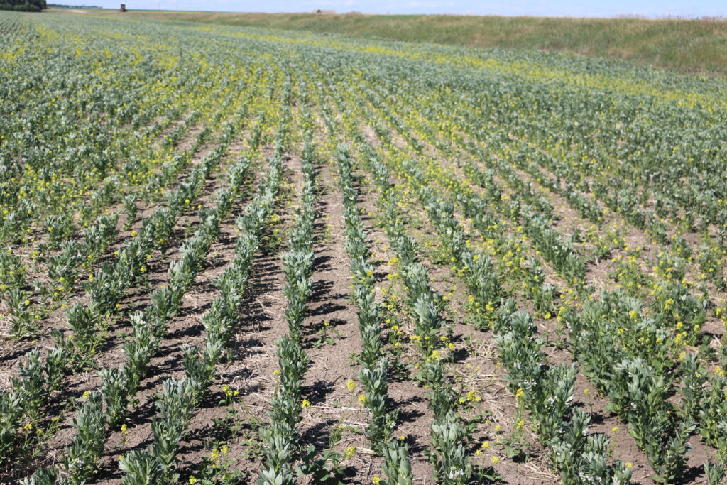 Expanding Weed Control Options in Lentil | Saskatchewan Pulse Growers