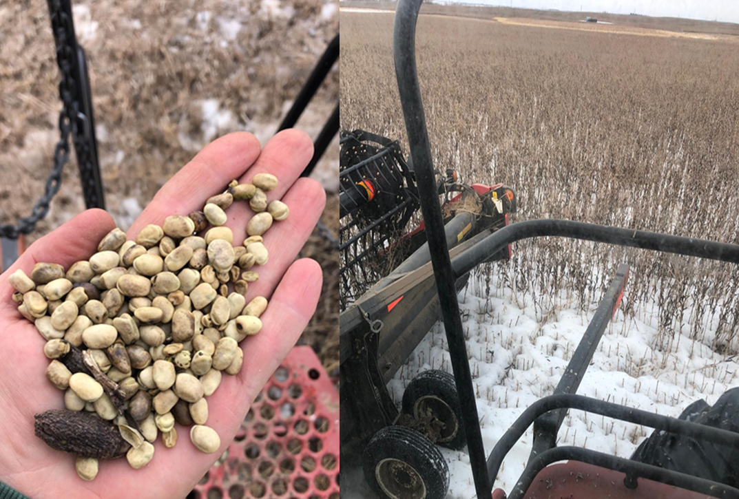 Harvesting & Drying Faba Beans | Saskatchewan Pulse Growers