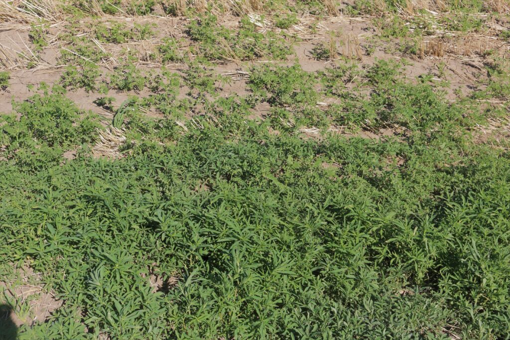 Enhancing Weed Science in Faba Beans | Saskatchewan Pulse Growers