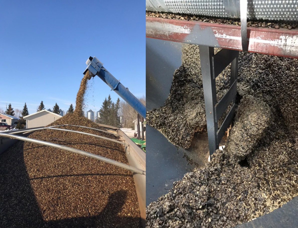 Harvesting & Drying Faba Beans | Saskatchewan Pulse Growers