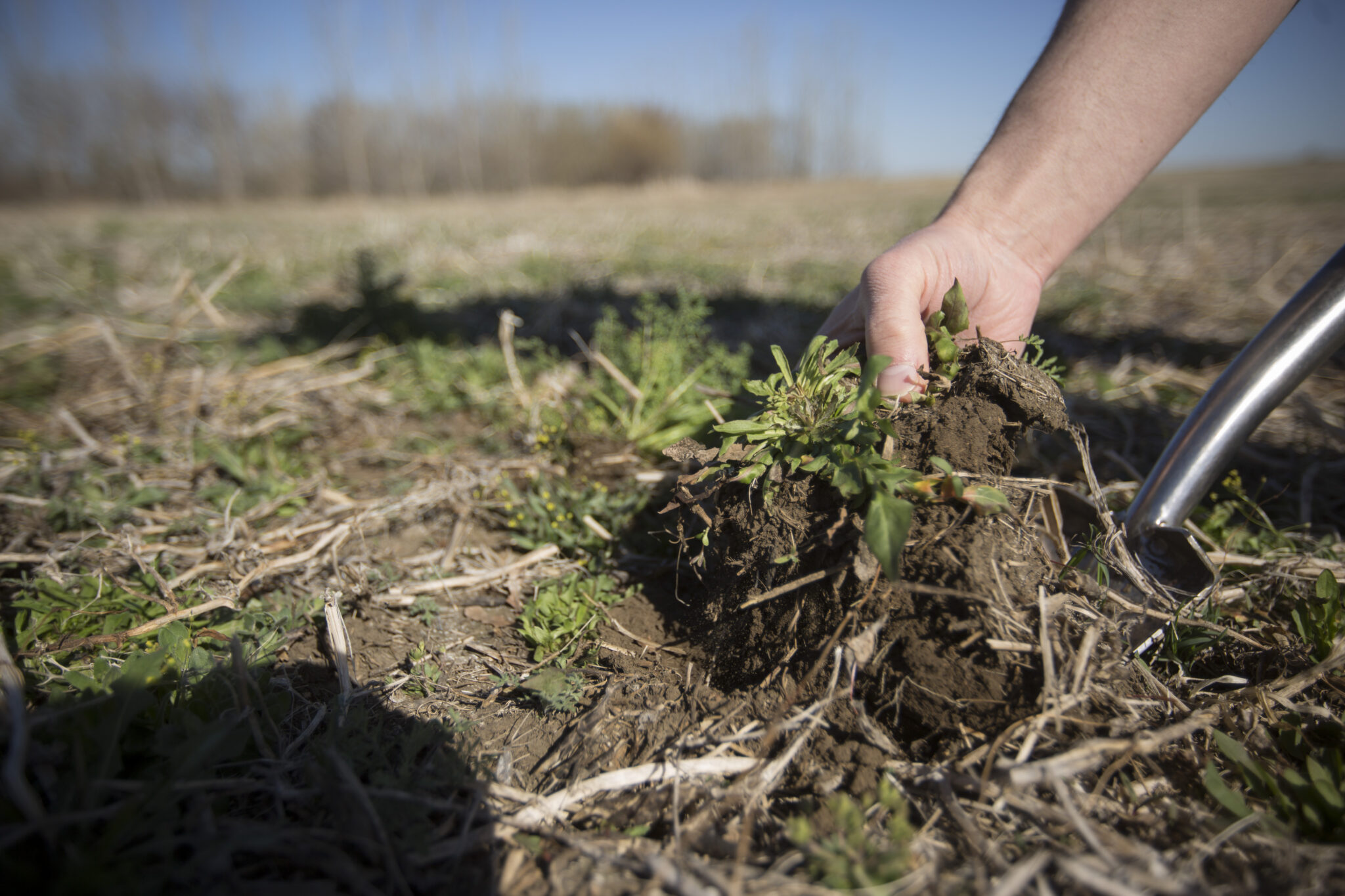 Enhancing Weed Science in Faba Beans | Saskatchewan Pulse Growers