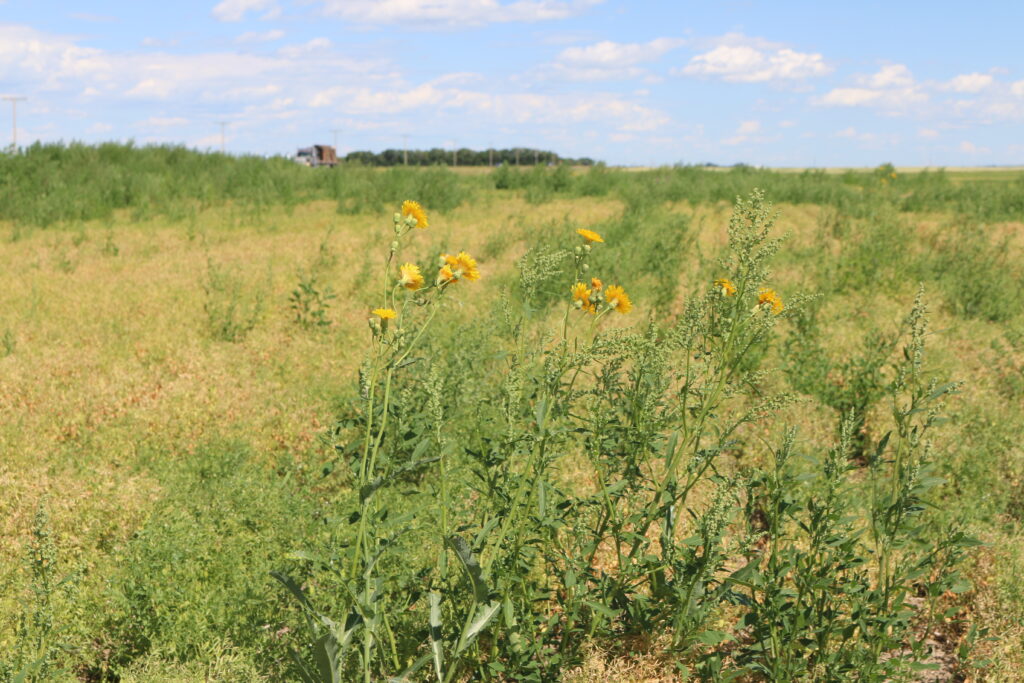 Enhancing Weed Science in Faba Beans | Saskatchewan Pulse Growers