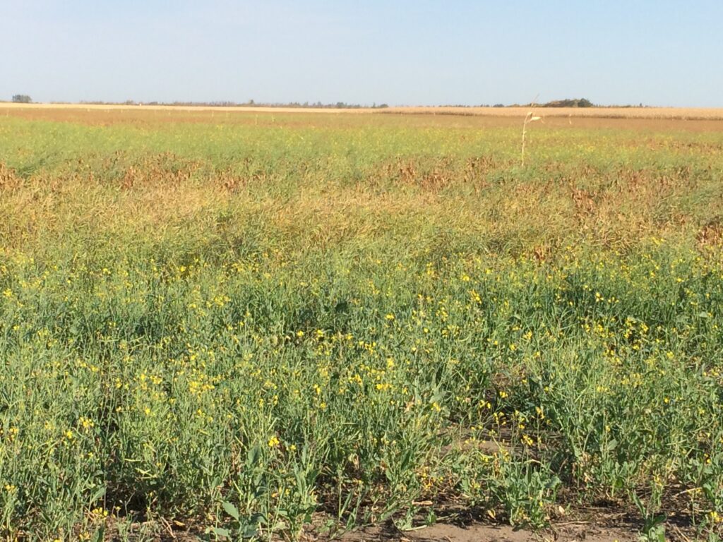 Weeds to Watch: Wild Oats | Saskatchewan Pulse Growers