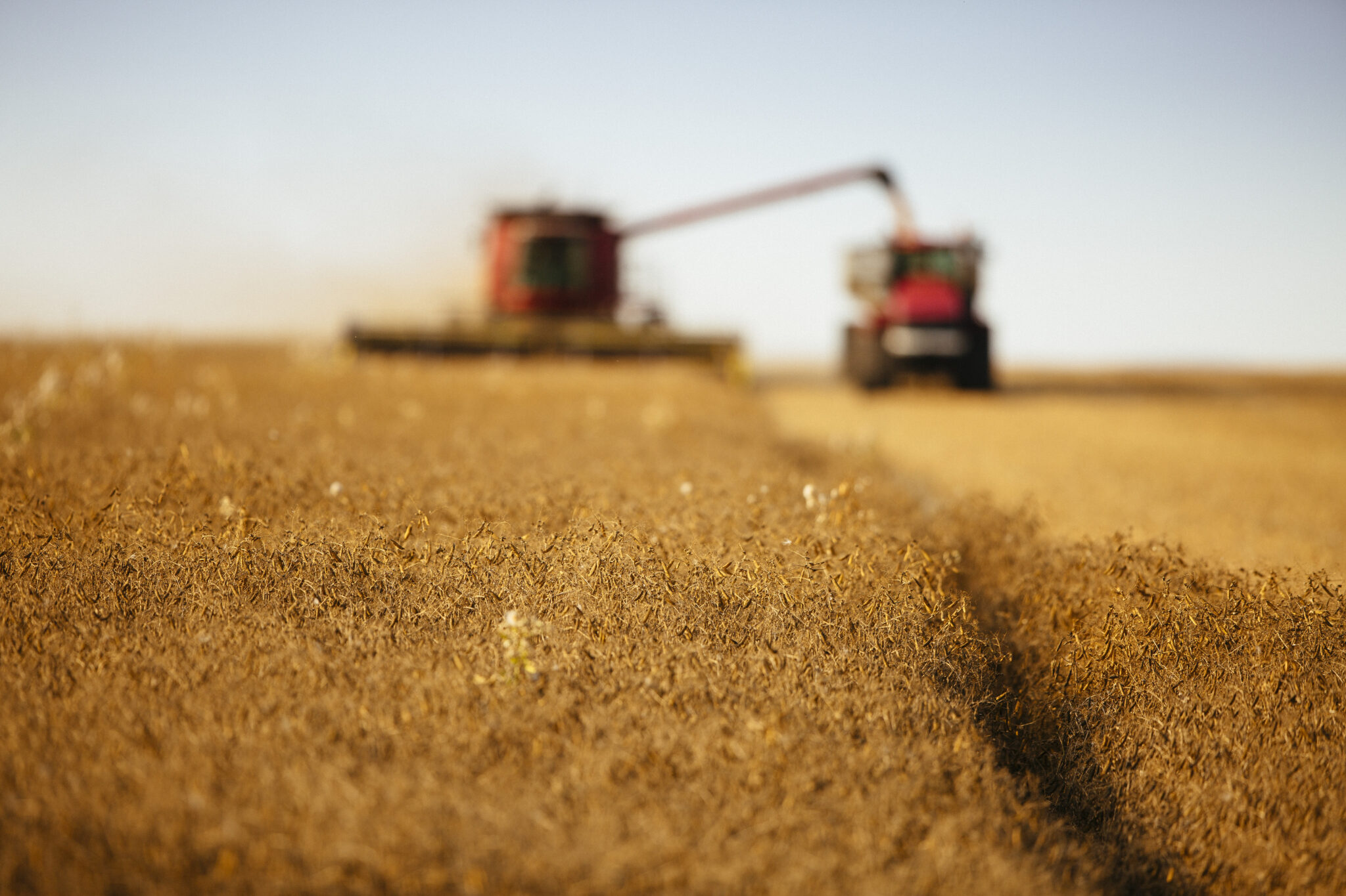 Lentil Reproductive & Maturity Staging Guide | Saskatchewan Pulse Growers