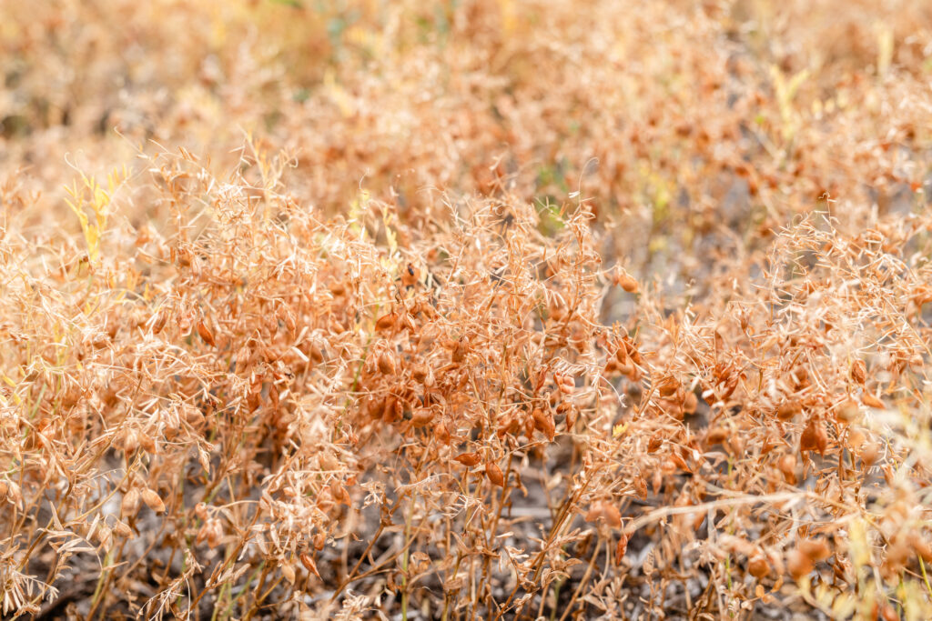 Intercropping Pulses with Mustard | Saskatchewan Pulse Growers