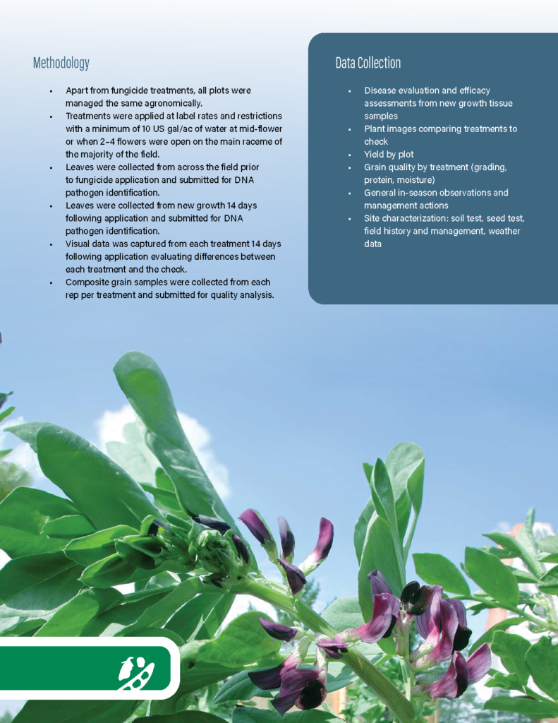 Identifying & Managing Disease in Faba Bean Crops | Saskatchewan Pulse ...