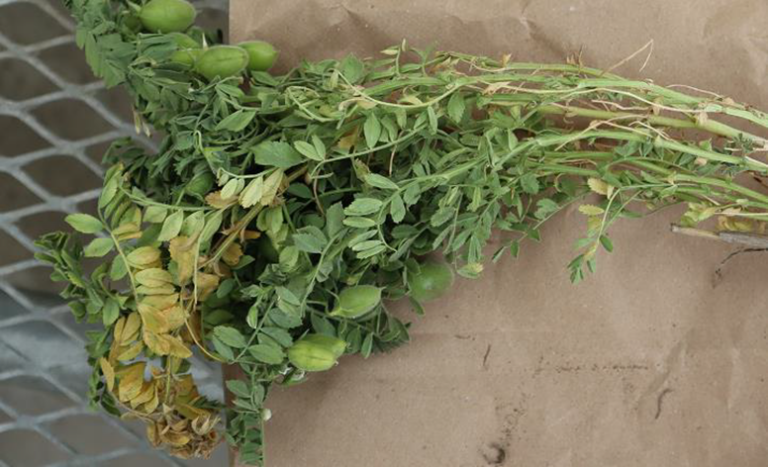 Ascochyta Blight in Chickpeas | Saskatchewan Pulse Growers