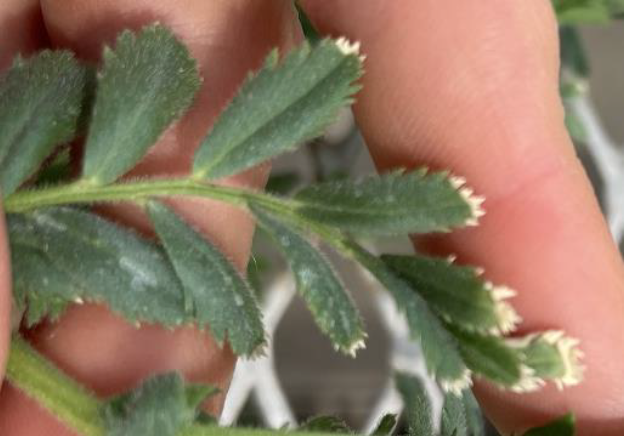 2023 Pulse Pest Survey Results | Saskatchewan Pulse Growers