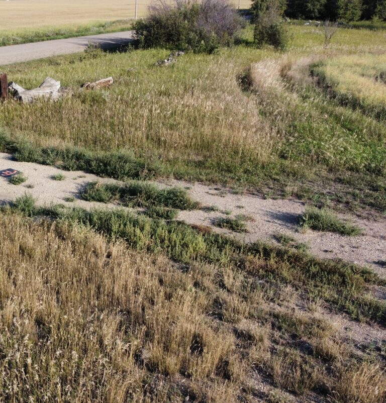 Kochia Resistance Update: Results from the 2019 to 2023 Glyphosate ...