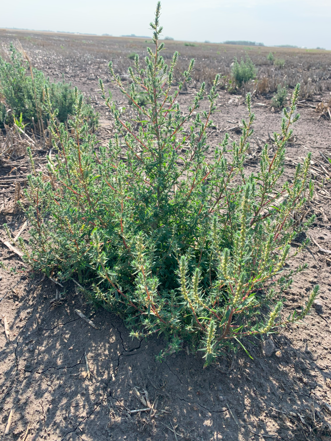 Kochia Resistance Update: Results from the 2019 to 2023 Glyphosate ...