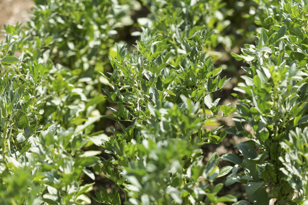 Identifying & Managing Disease in Faba Bean Crops | Saskatchewan Pulse ...