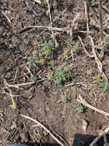 Kochia Resistance Update: Results from the 2019 to 2023 Glyphosate ...