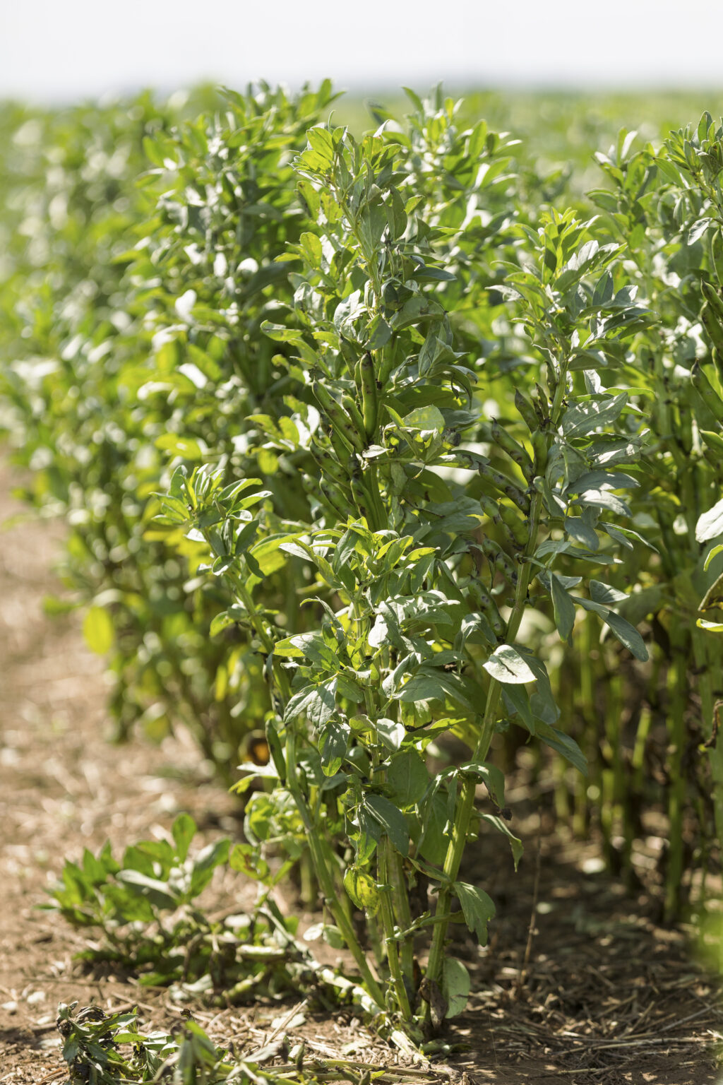 Resources Archive | Saskatchewan Pulse Growers