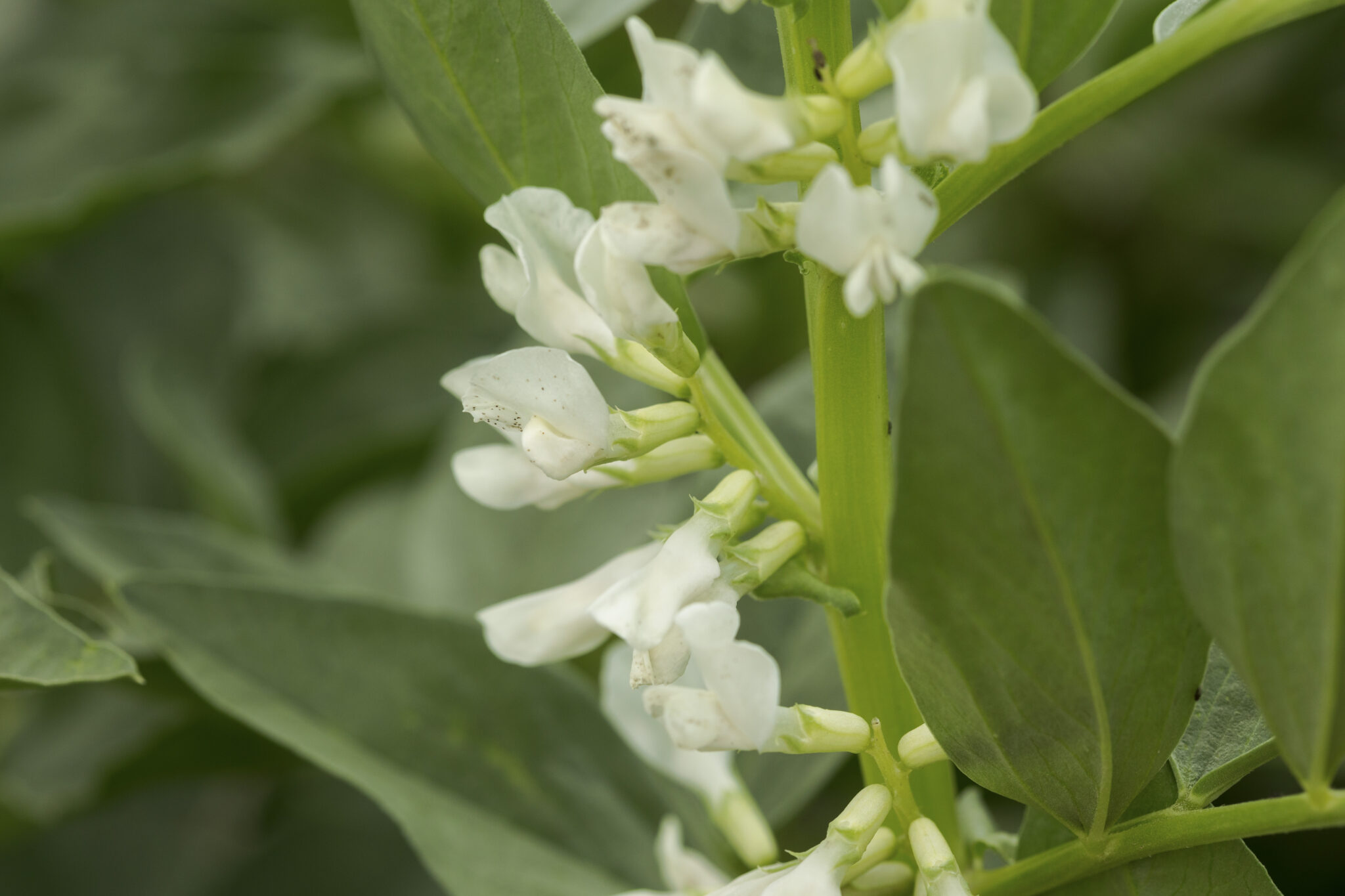 Faba Beans Seeding | Saskatchewan Pulse Growers