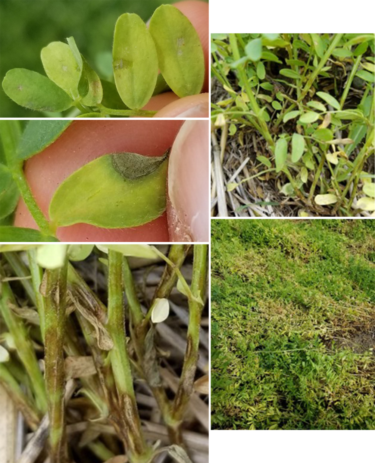 Survey of Anthracnose Insensitivity to Fungicide in Lentils in ...
