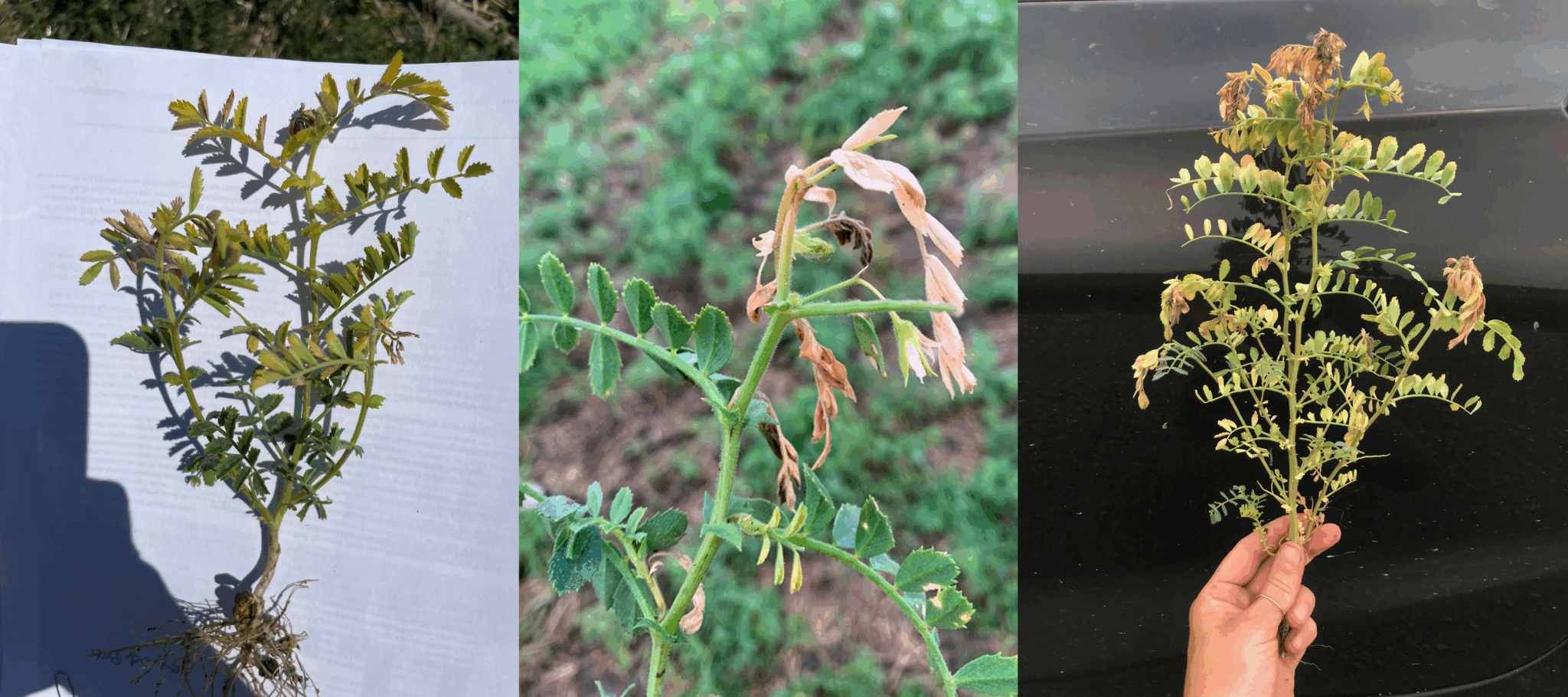 Chickpea Health Issue Update: What 6 Years of Research Reveals About ...