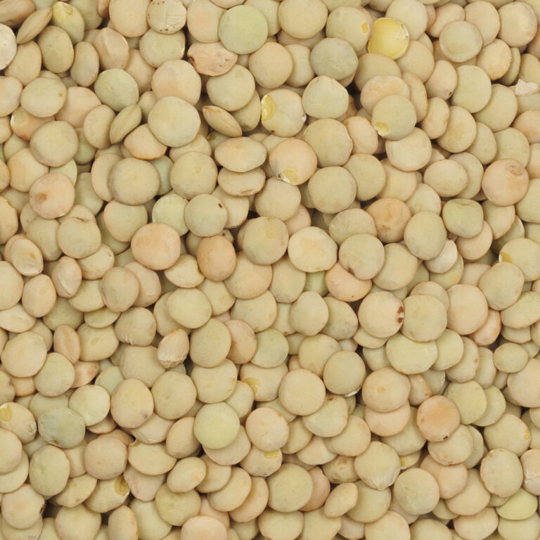 New Pulse Varieties | Saskatchewan Pulse Growers