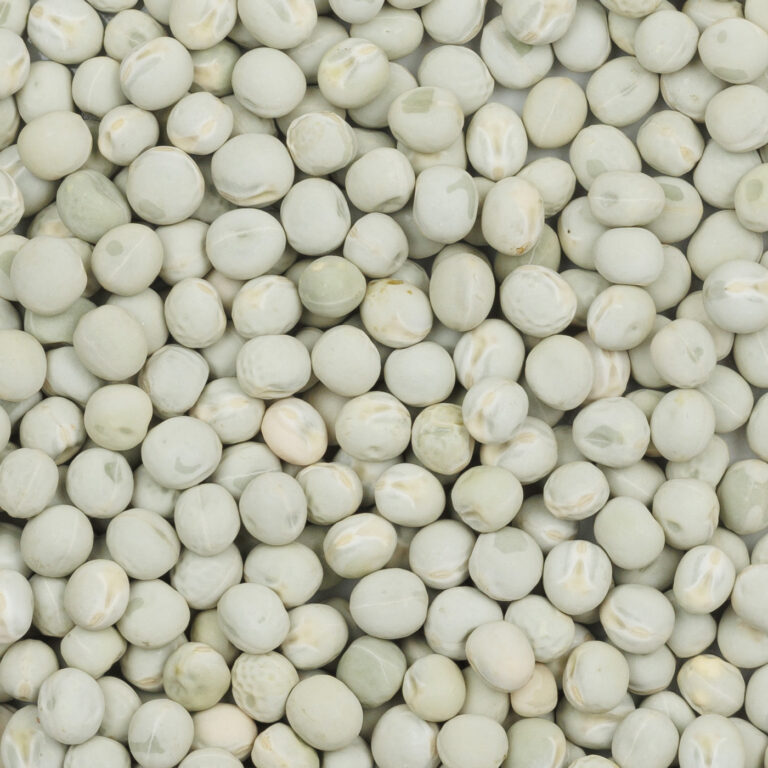 New Pulse Varieties | Saskatchewan Pulse Growers