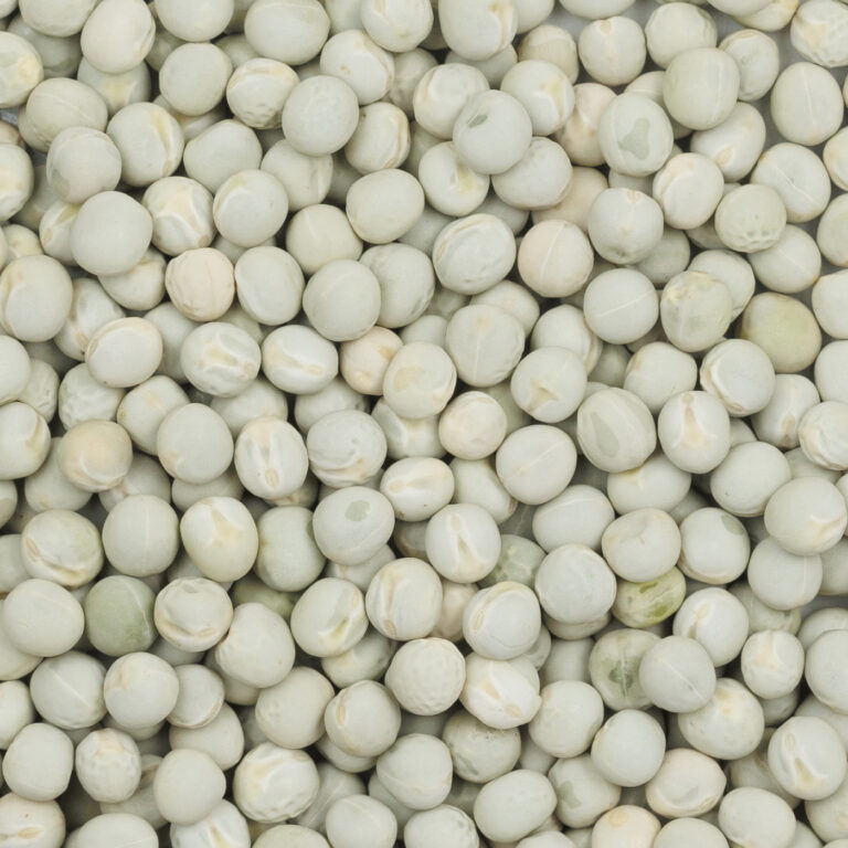 New Pulse Varieties | Saskatchewan Pulse Growers